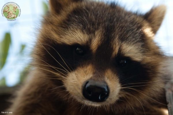 Procioni – Centro tutela fauna