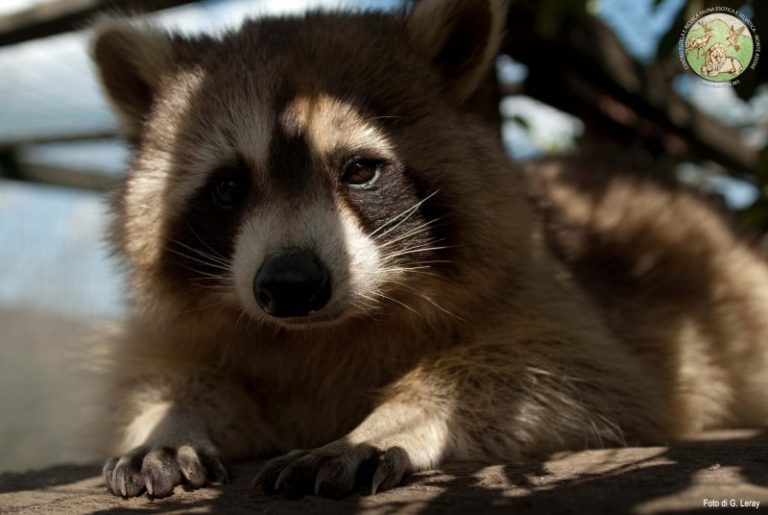 Procioni – Centro tutela fauna